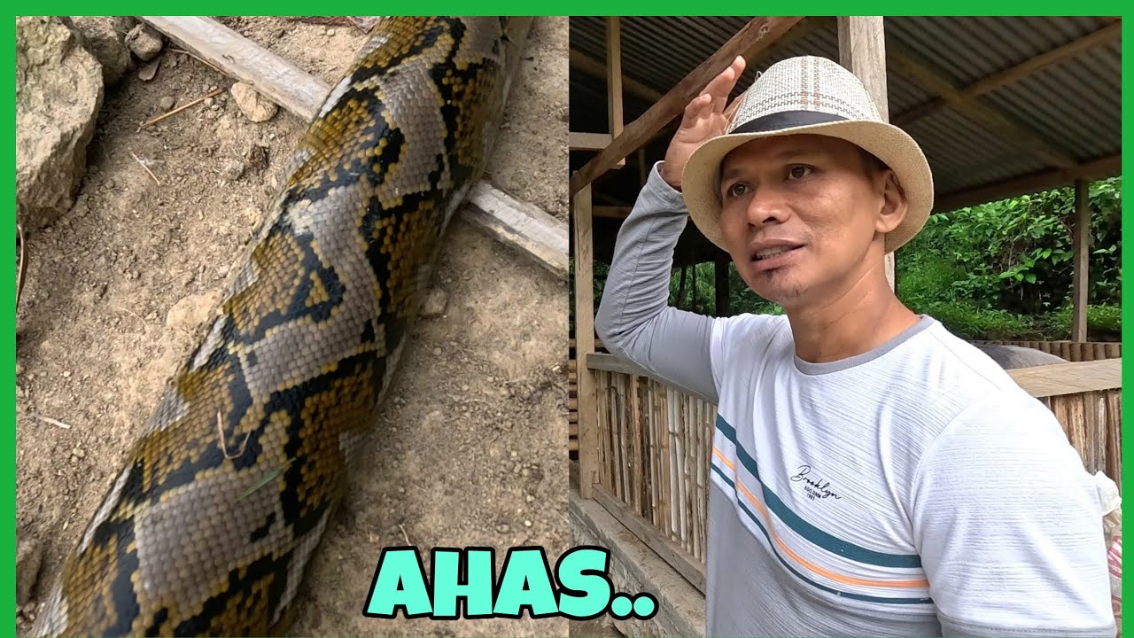 NAAKTUHAN DIN! DALAWANG PABO AT GANSA ANG NAPATAY NG SAWA NA ITO - YouTube