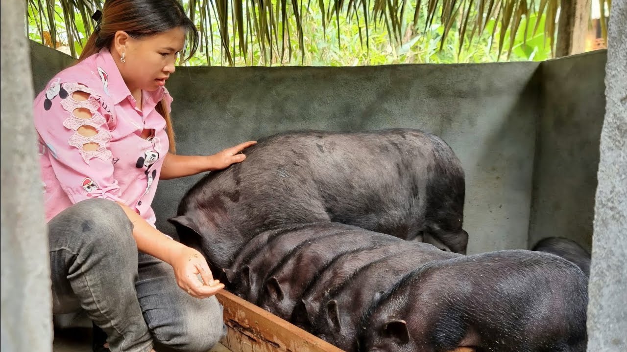 The girl finished building a pig barn and started raising pigs - Farm ...