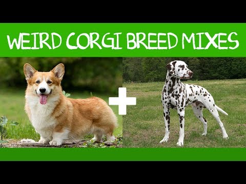 Top 16 Gorgeous Corgi Mixes That You Didn't Know Possible