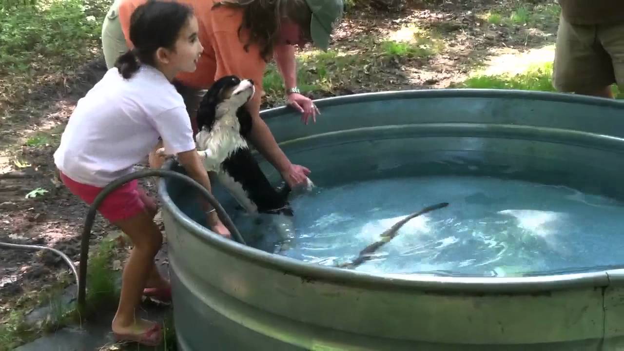 Charlie in the pool - YouTube