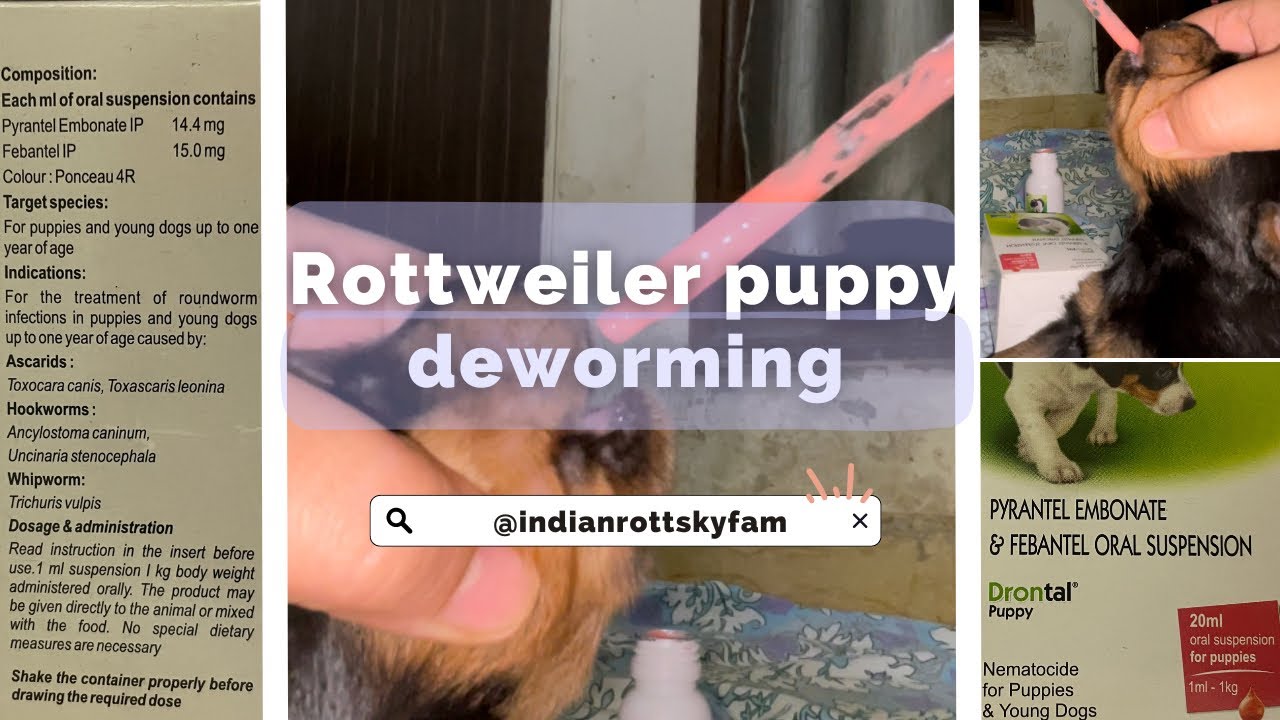 Deworming ROTTWEILER puppy at 2weeks|How to DEWORM puppy at HOME ...