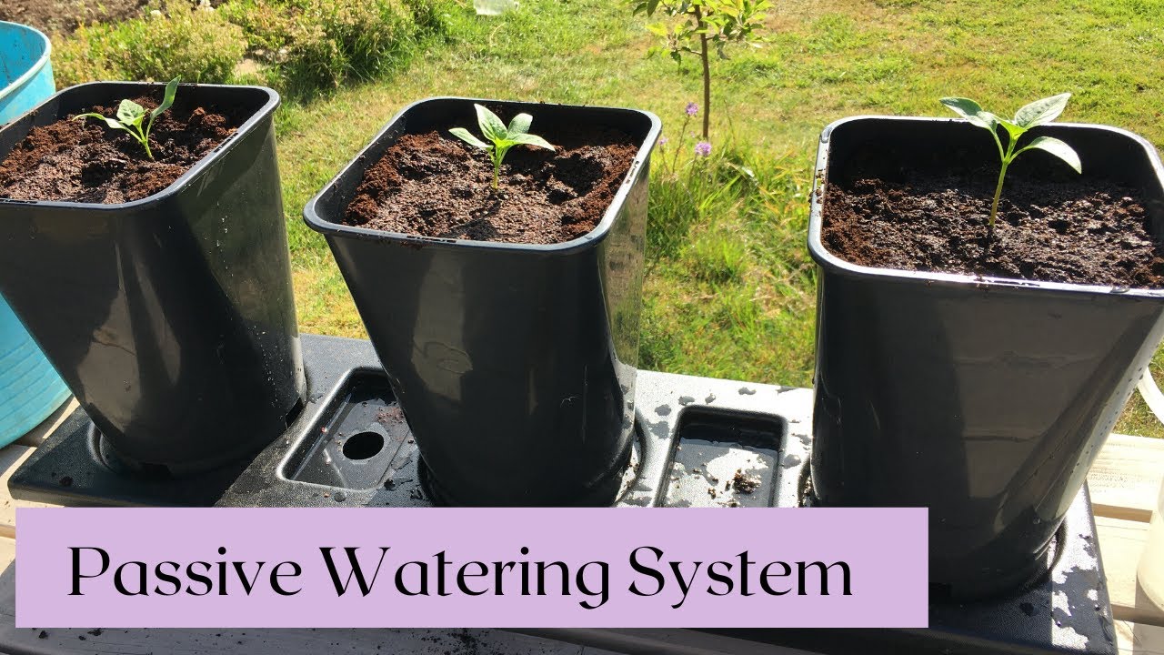 Passive watering systems- how and why to use them! - YouTube