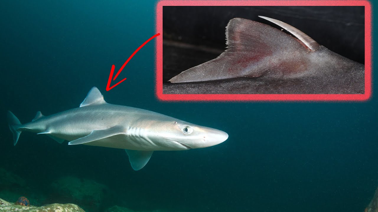 Venomous Sharks! Can a Dogfish STING you? - YouTube