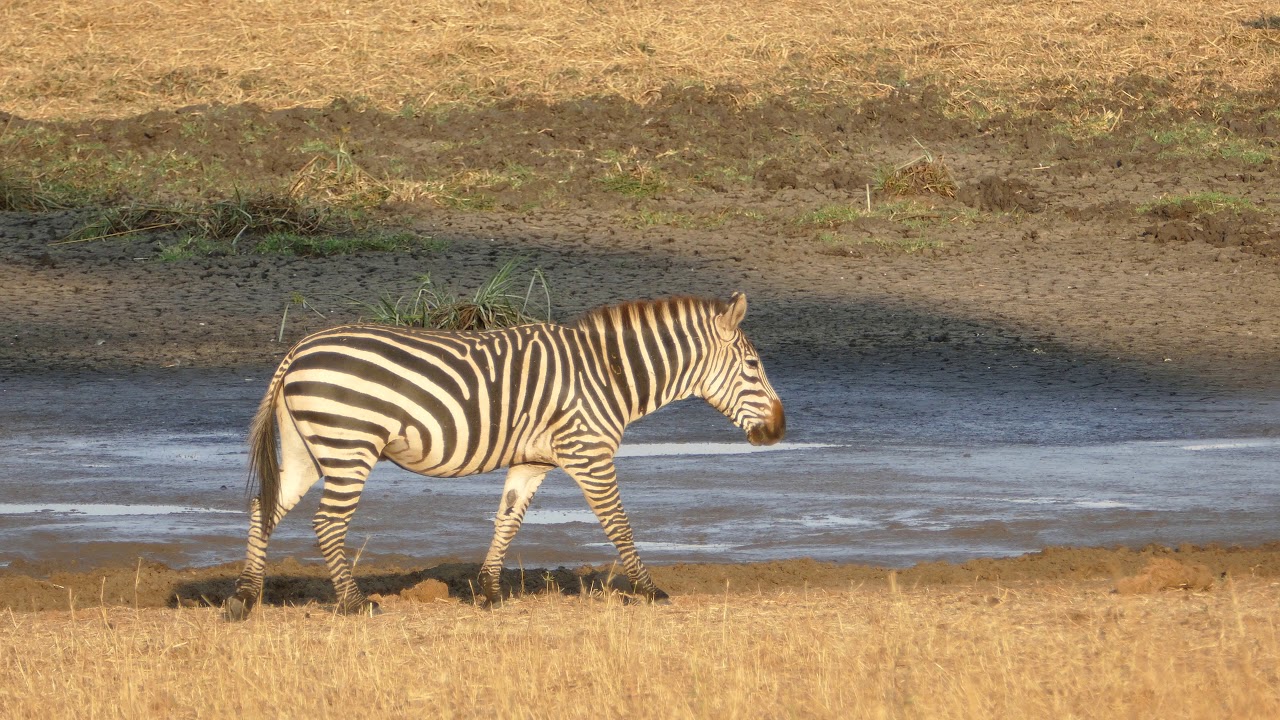 Leopard eating Impala, wildlife, sunset, Silale Swamp, Tarangire ...