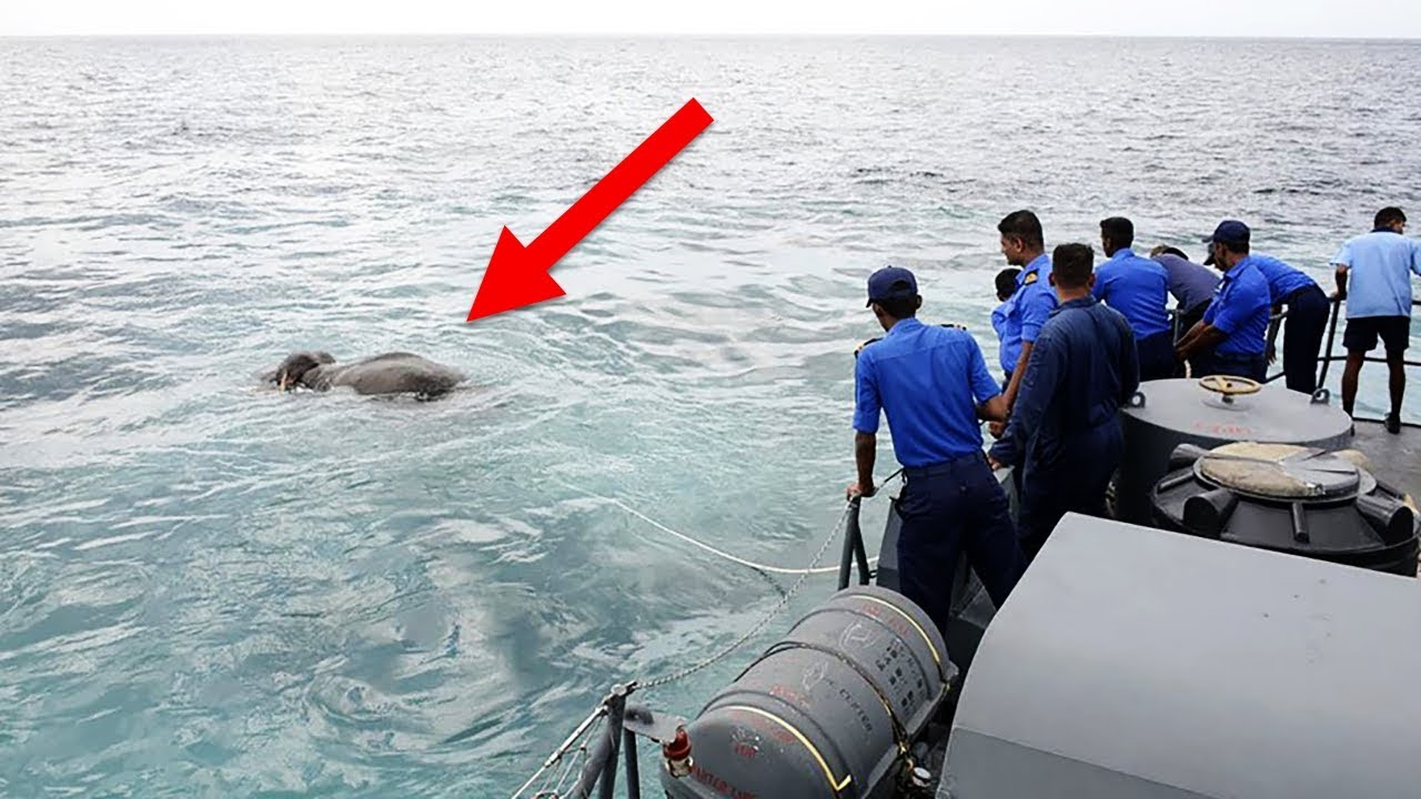 10 Things to Know About the Rescue Operation of a Sinking Elephant ...