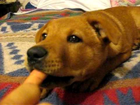 My dog Dammit as little pooch - YouTube