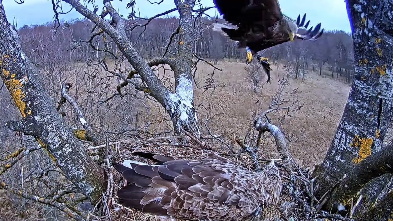 MERIKOTKAS.HALIAEETUS ALBICIILA.WHITE TAILED EAGLE2023.04.14.EERIK ...