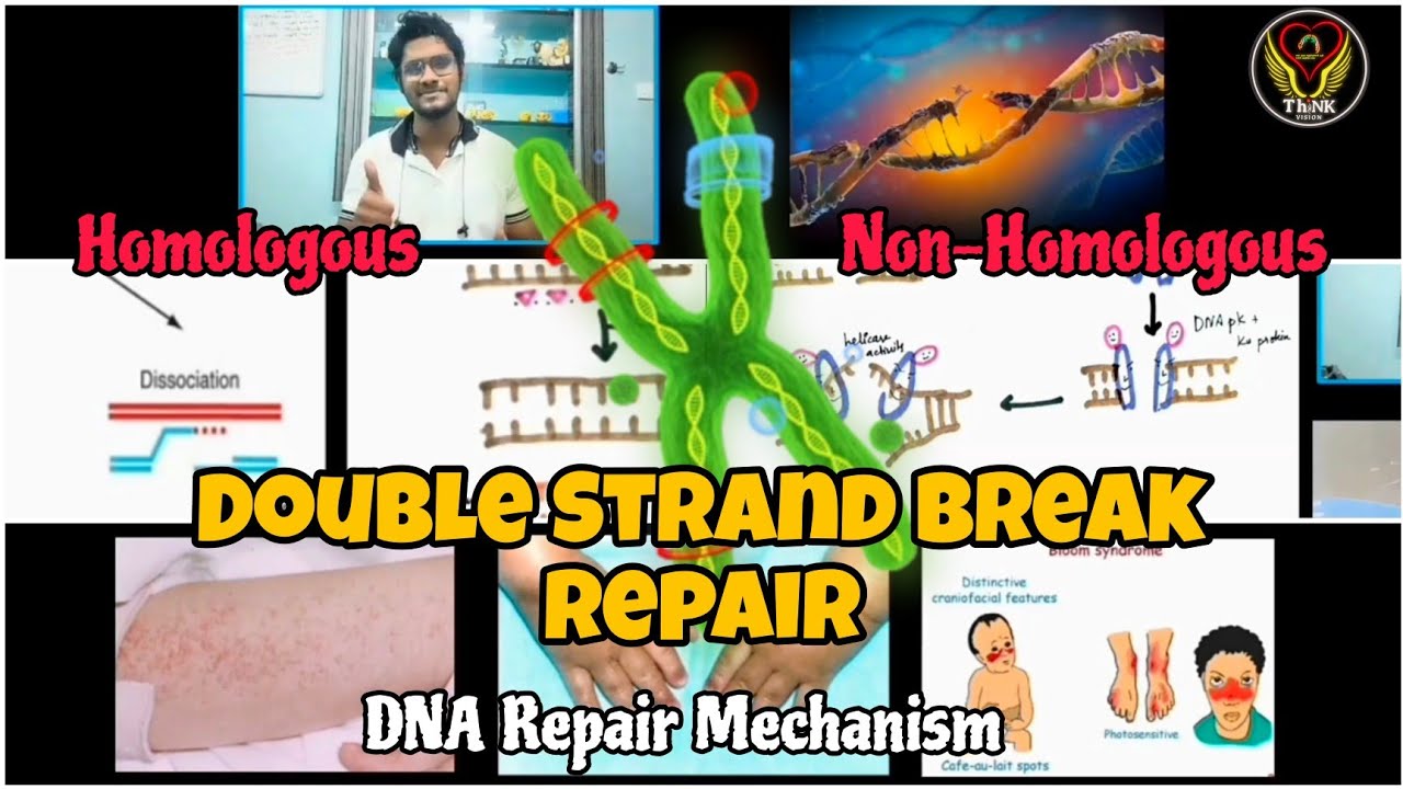 Double Strand Break Repair | Homologous & Non-Homologous Recombination ...
