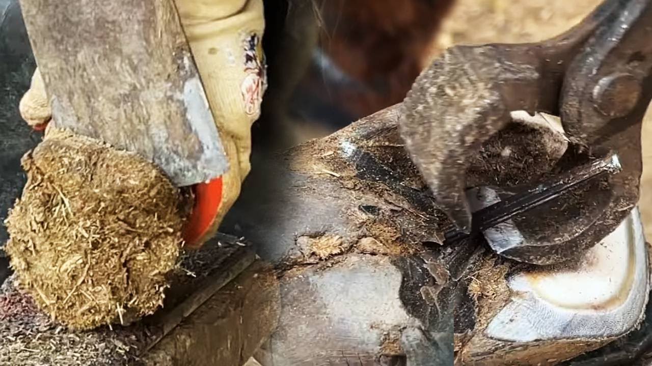 Donkey hoof cutting sound for animal rescue | ASMR - YouTube