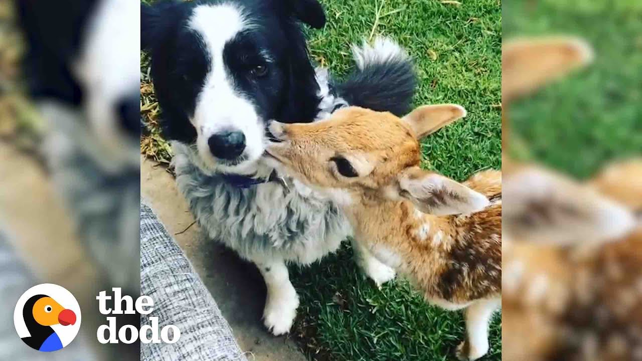 Cutest Little Love Stories | The Dodo - YouTube