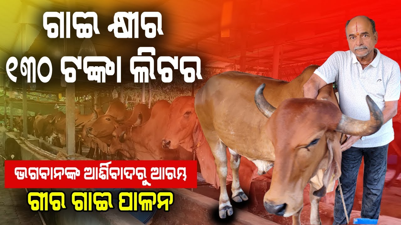 ୧୩୦ ଟଙ୍କା ଲିଟର ଗାଈ କ୍ଷୀର , ଓଡ଼ିଶାରେ ଗୀର ଗାଈ ପାଳନ ( Start Gir cow ...