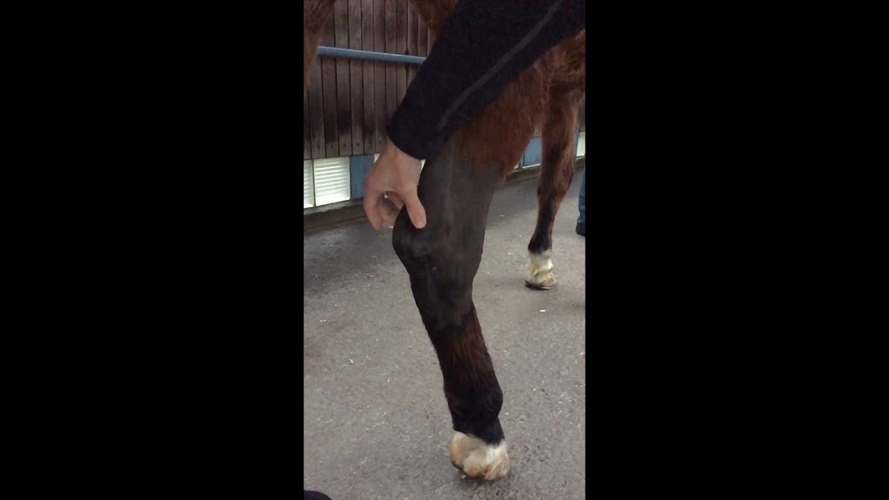 Luxation of the superficial digital flexor tendon horse // Luxation ...