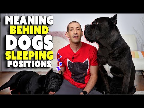 What Your Cane Corso's Sleeping Position Reveals