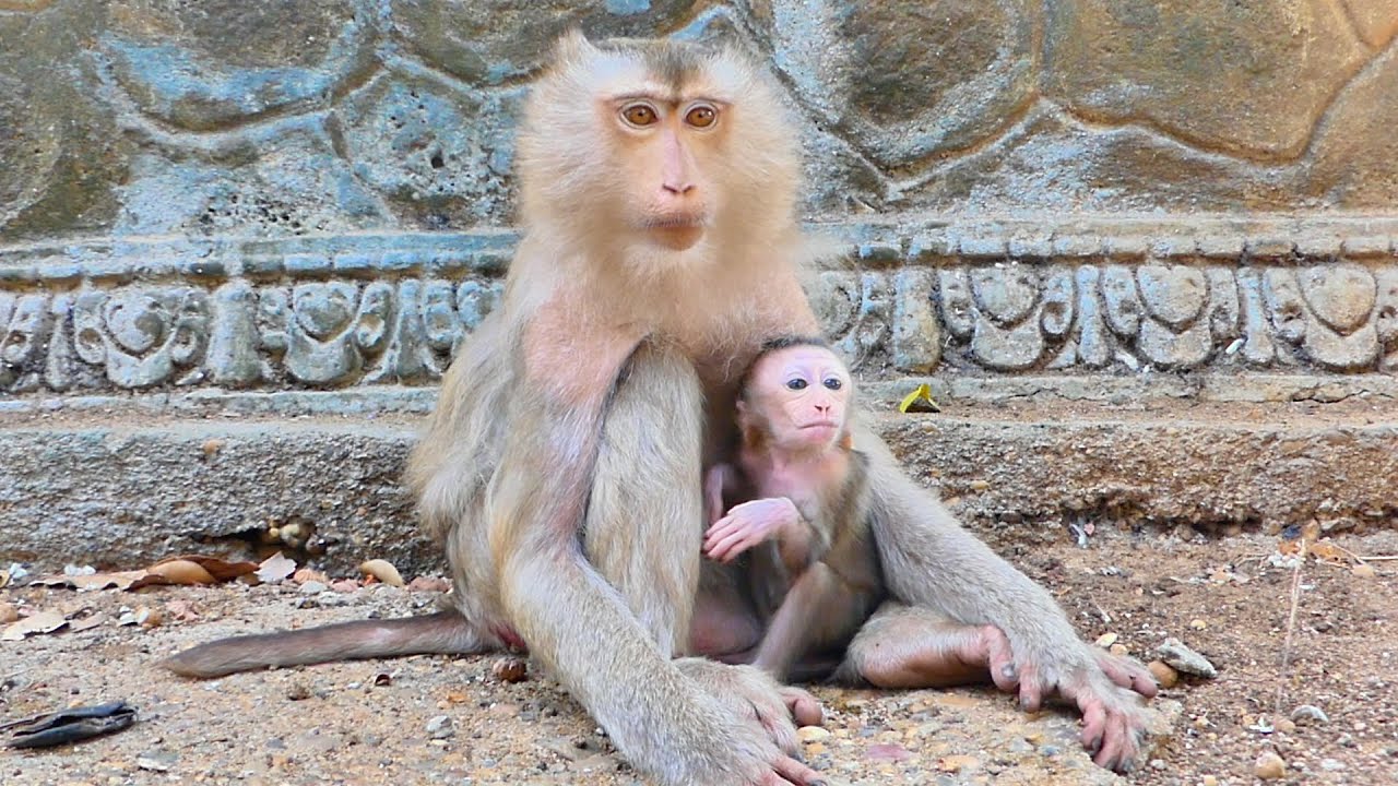 Adorable Monkey Mother Mony and Baby Mono are charming - YouTube