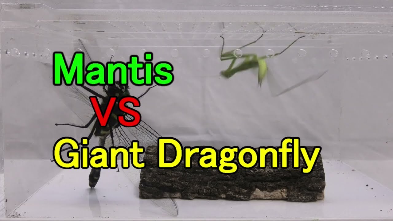 Mantis vs Giant Dragonfly. - YouTube