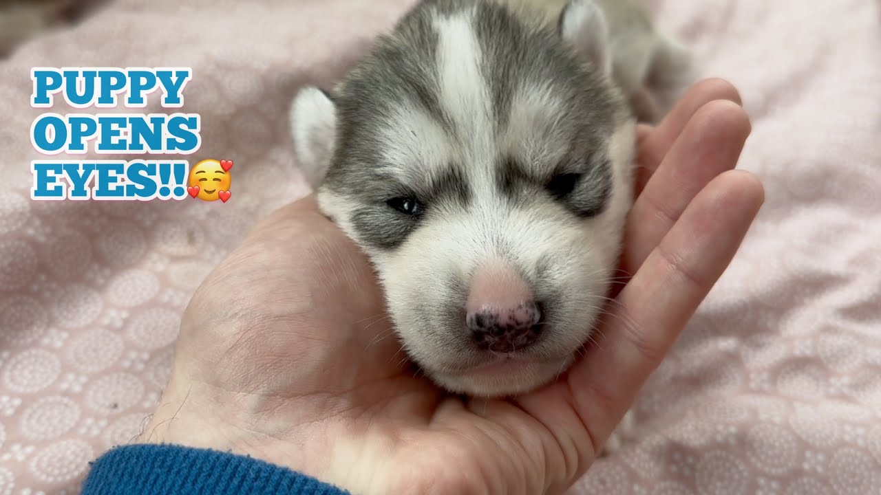 Husky Puppy Opens Eyes For First Time!!!! - YouTube