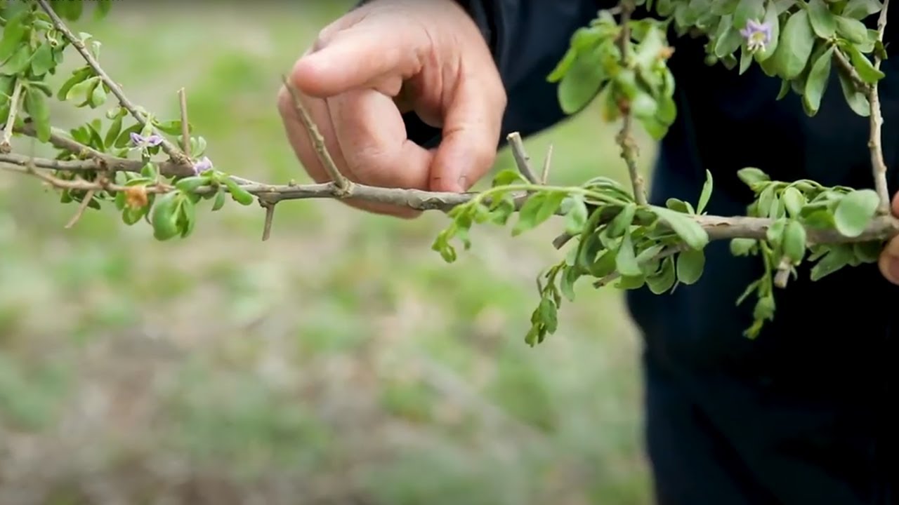Control African boxthorn - YouTube