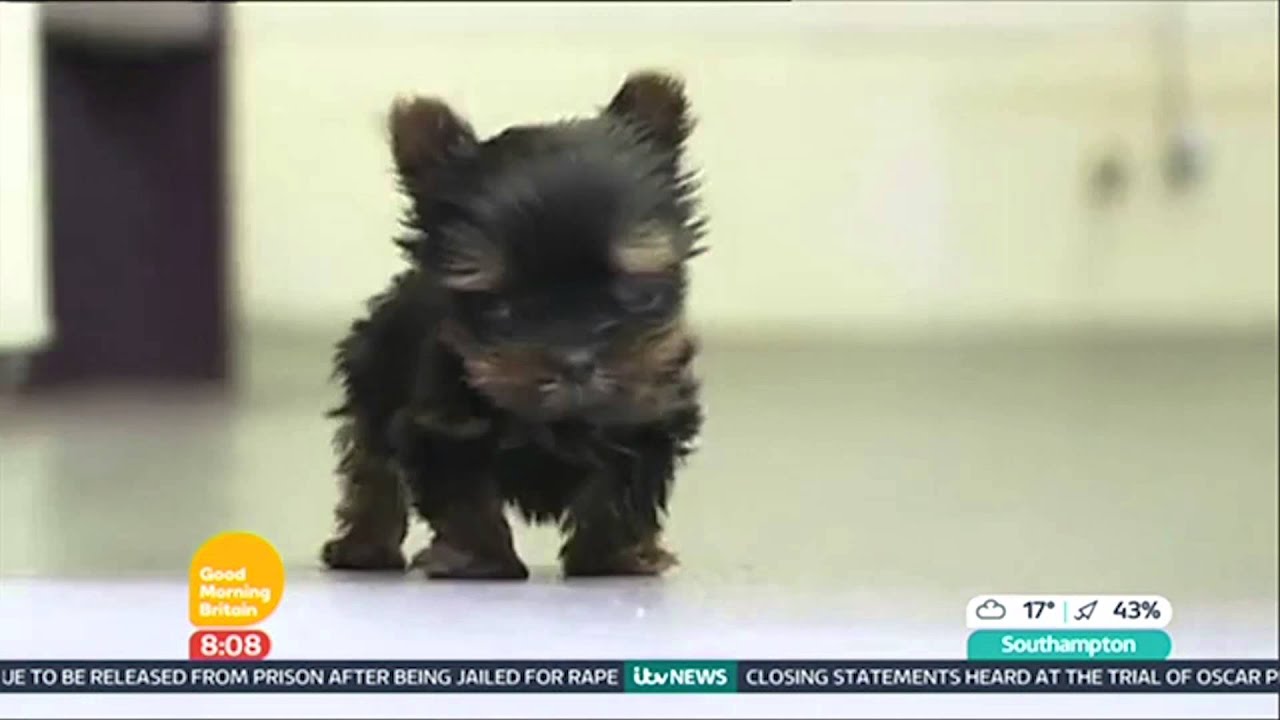 Belle the 5cm Yorkshire Terrier | Good Morning Britain - YouTube