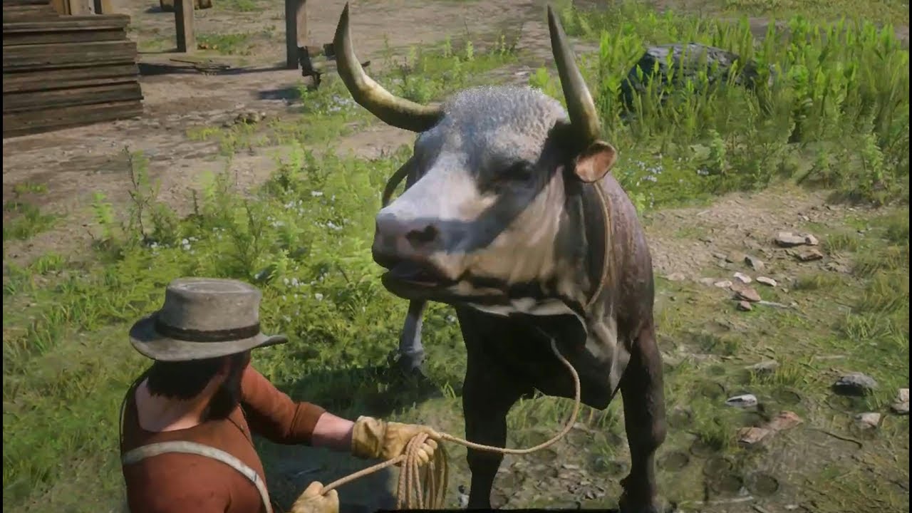 RED DEAD REDEMPTION 2 - CATCHING THE BULL (Gameplay) (PS4 PRO) - YouTube
