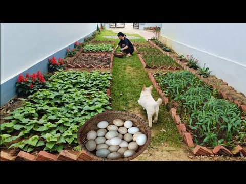 Country life gardening, harvesting vegetables and duck eggs for cooking