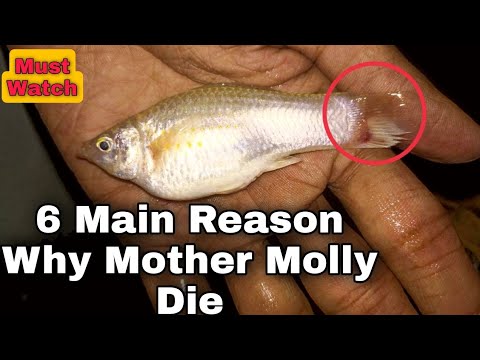 Biggest mistake while keeping Molly fish| 6 Reasons Why Molly Fish Dies ...
