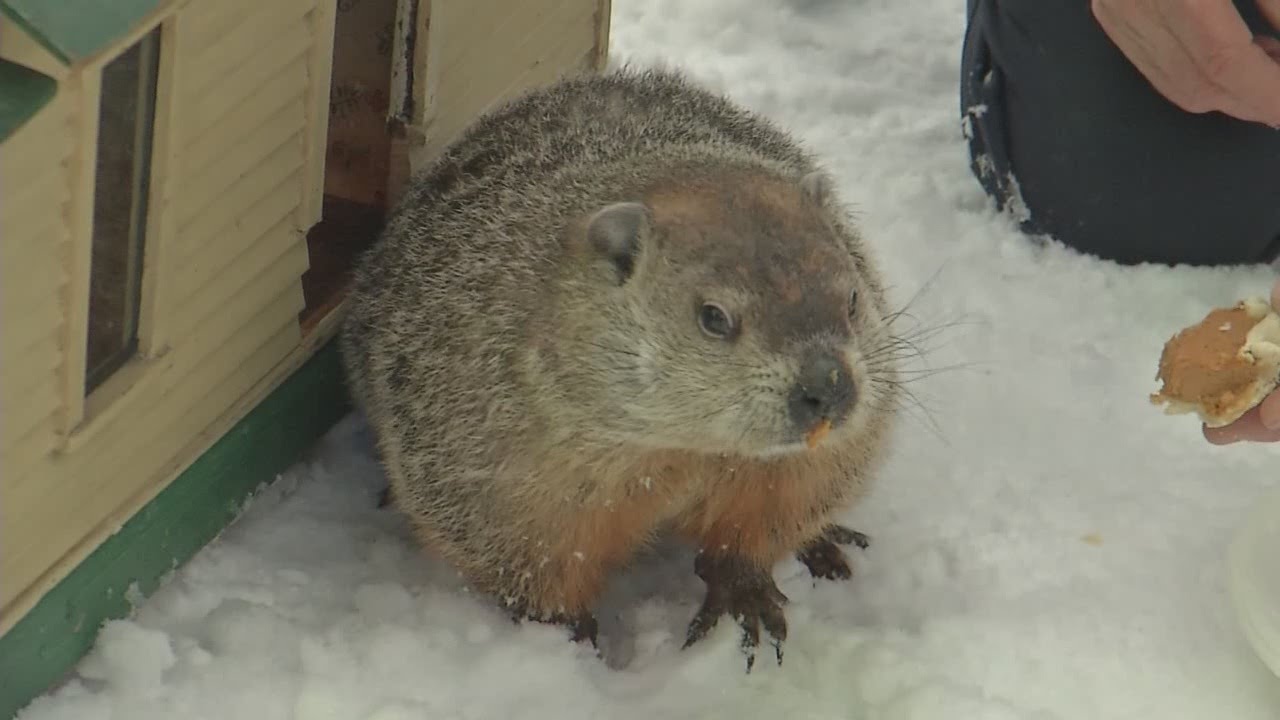 Dunkirk Dave predicts six more weeks of winter weather - YouTube