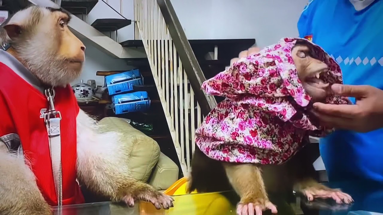 MUST WATCH!!! Unbelievable monkeys Are so much like human.. - YouTube