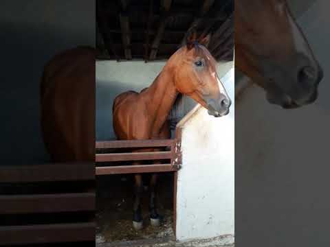 Atla nasıl iletişim kurulur #iletişim #hayvan #at #horse  #atbeslemek