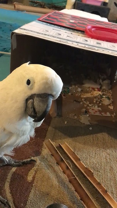 Cockatoo explains to Mom why "it had to be done." - YouTube