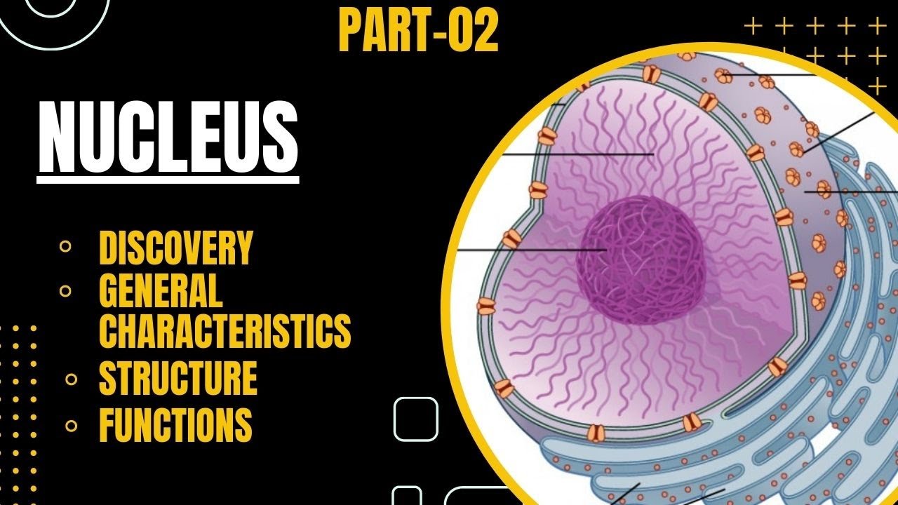 Nucleus (Structure & Functions) | Part-02 (In Urdu) | Make BIOLOGY Easy ...