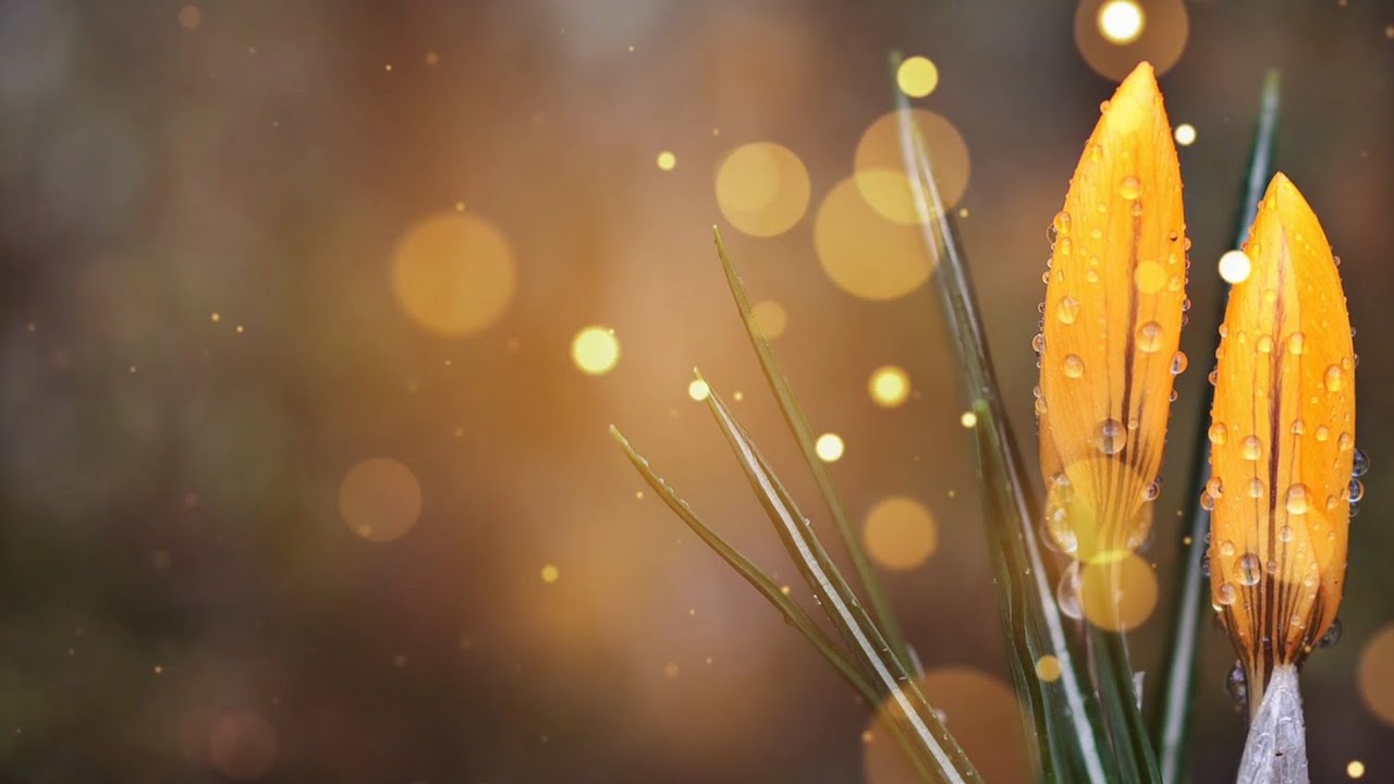 Professional Background Videos Motion Graphics special effects 2019 ...