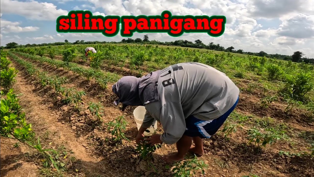 SILING PANIGANG 120 KILO NAGPA HARVEST TAYO - YouTube