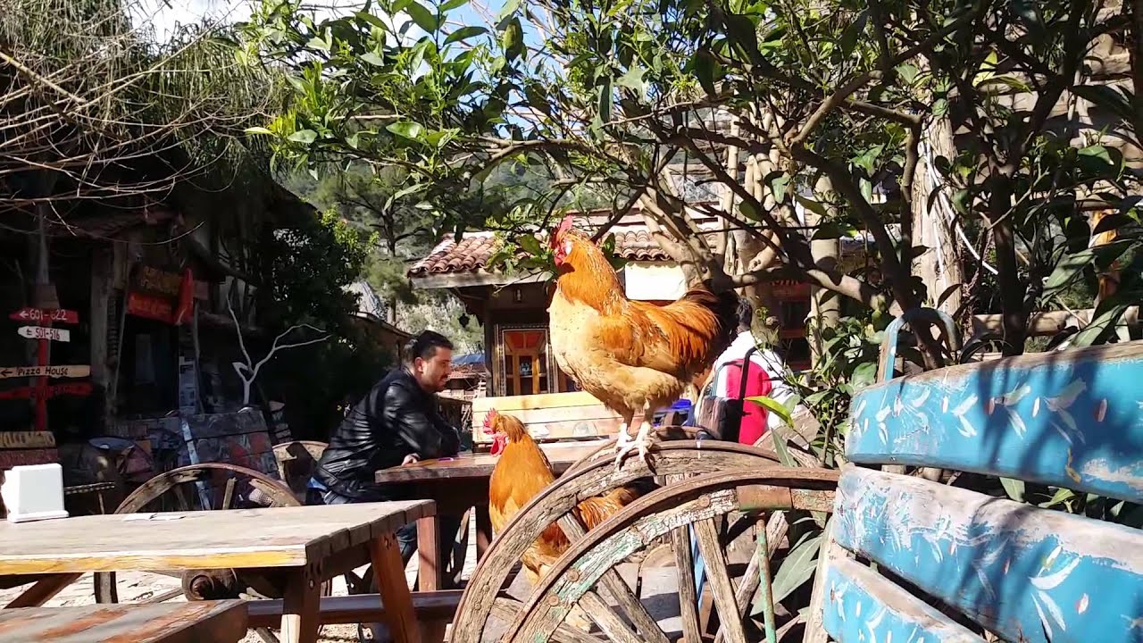 Kadir's Tree Houses Olympos, Turkey - YouTube