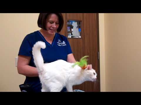 Victor Vet Care - Vet & Animal Hospital in Victor, NY - YouTube