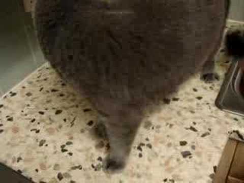 Reggie Furry - YouTube