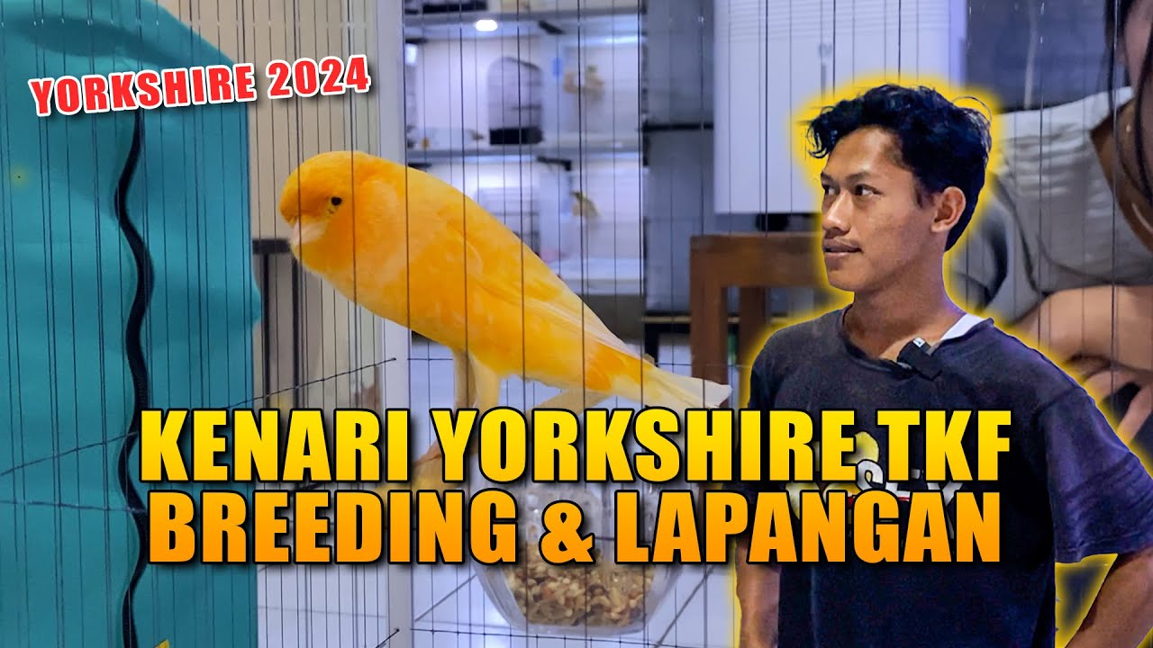YORKSHIRE CRV CANARY SPEK BREEDING & LAPANGAN MASIH READY GUYS | CRV CANARY - YouTube