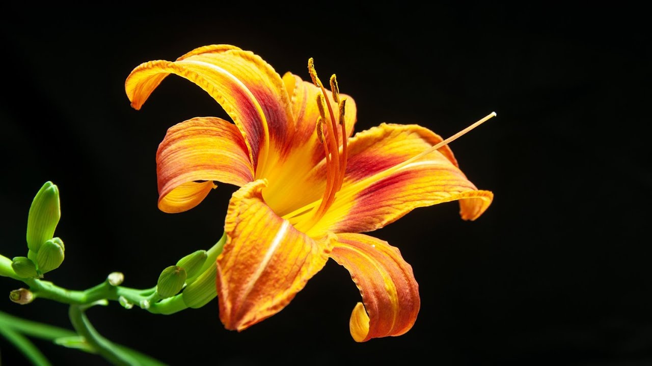 Flowers Blooming | Time lapse - YouTube