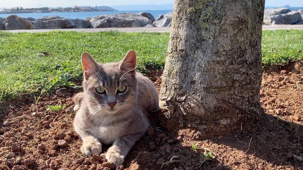 Parks are empty, cats are waiting for food - YouTube