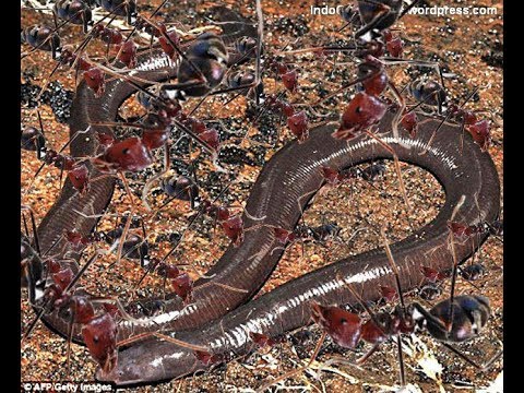 Ants eat Chonlen at combodia - YouTube