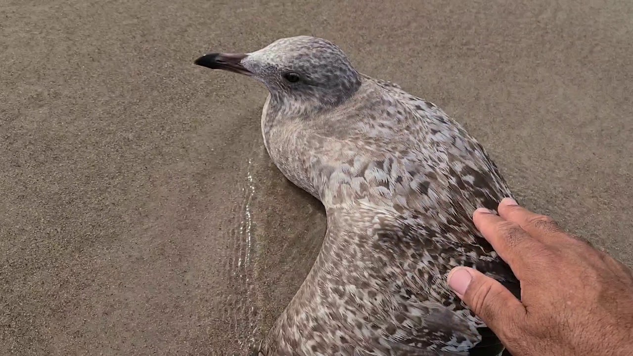 Saving a Seagull with a broken wing... - YouTube