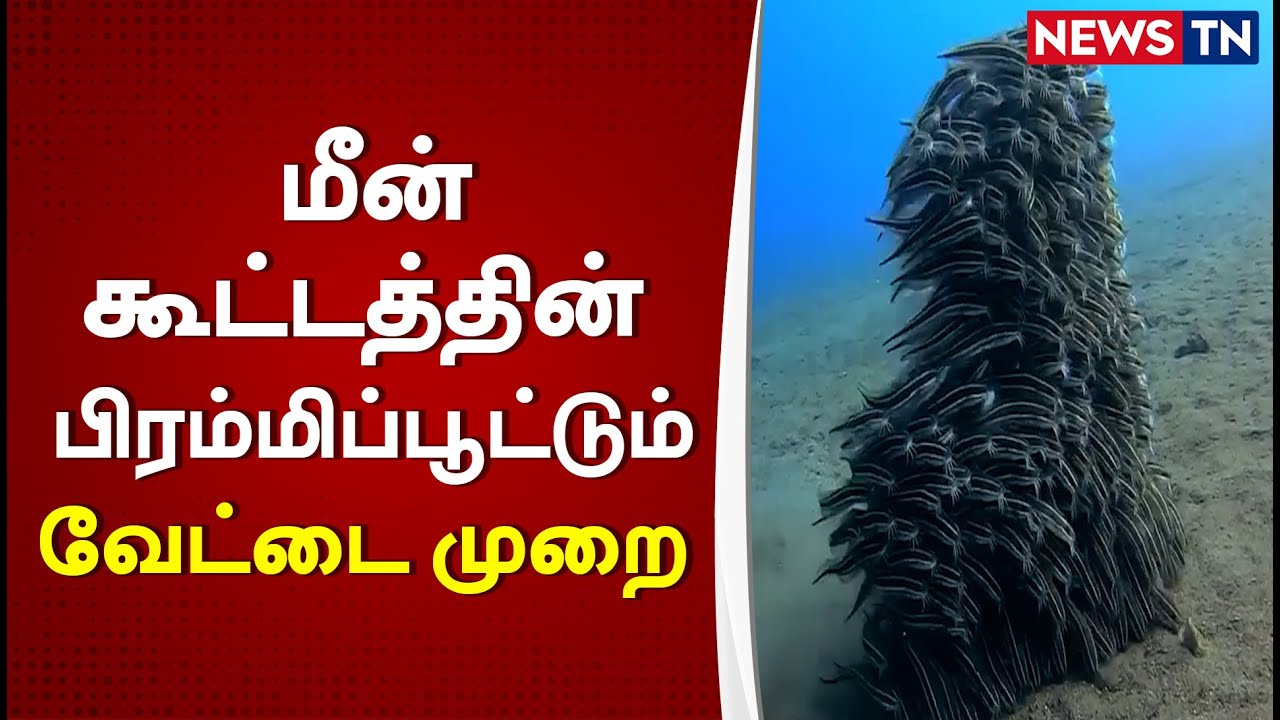 Mesmerising video of school of fish | school of fish | ocean | hunting ...