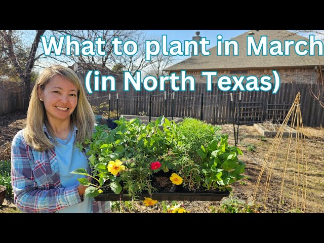 North Texas Planting Guide Vegetables Pin On Gorgeous Garden