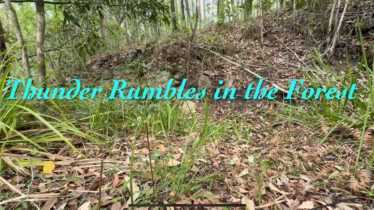 Immerse Yourself in Nature: Thunder Rumbles in the Forest - YouTube