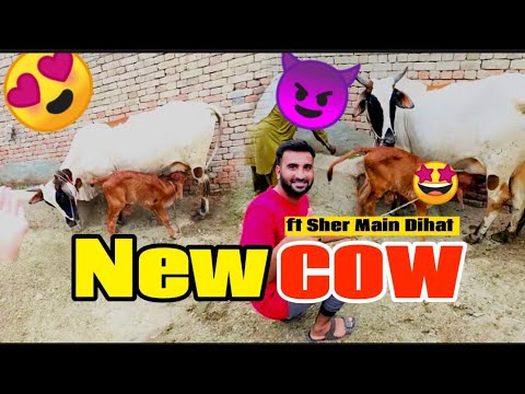 New Cow Edit 😍 ft Sher Main Dihat | Sher Main Dehat | Zck Edit ️ - YouTube