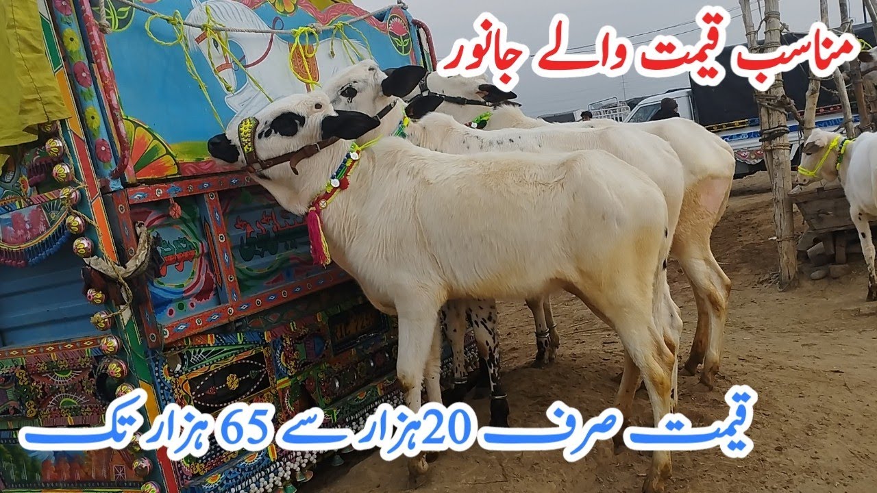 Mandra Mandi Latets update 2023 ll Domail Mandi ll Little Animal ll ...