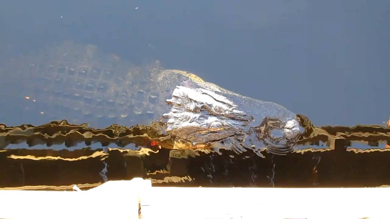 My new friend Fluffy--15 ft alligator - YouTube