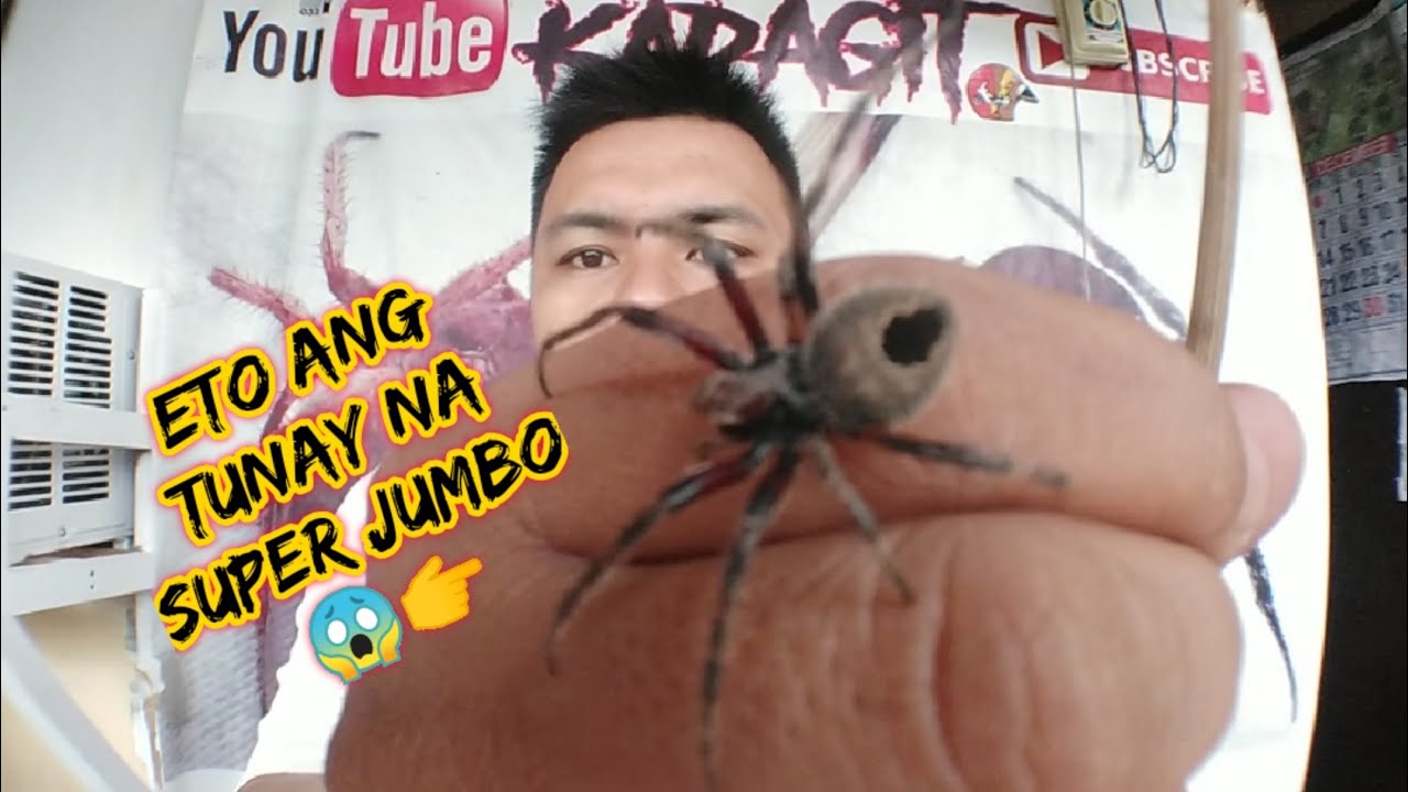 XL, JUMBO, SUPER JUMBO - malalaking Gagamba 😱 Cebu line 🔥💨 - YouTube