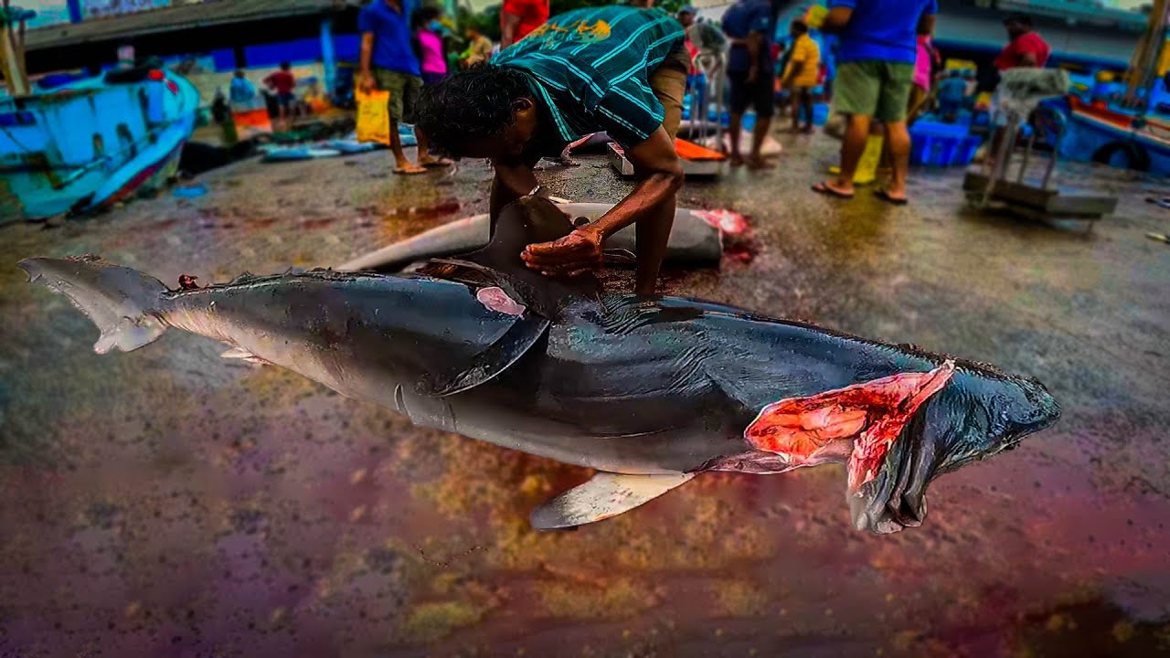 Shark Cutting Madness | Giant Shark Prepared at Fish Market! - YouTube