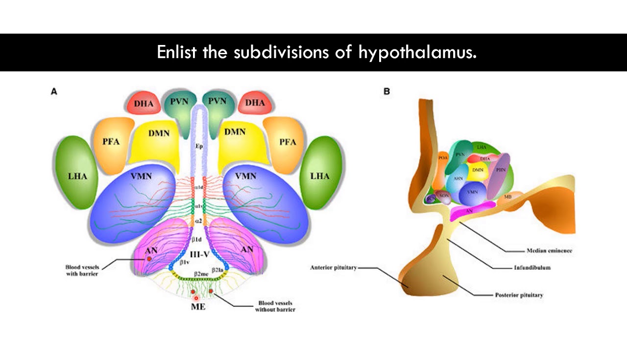 Third Ventricle and Hypothalamus - YouTube