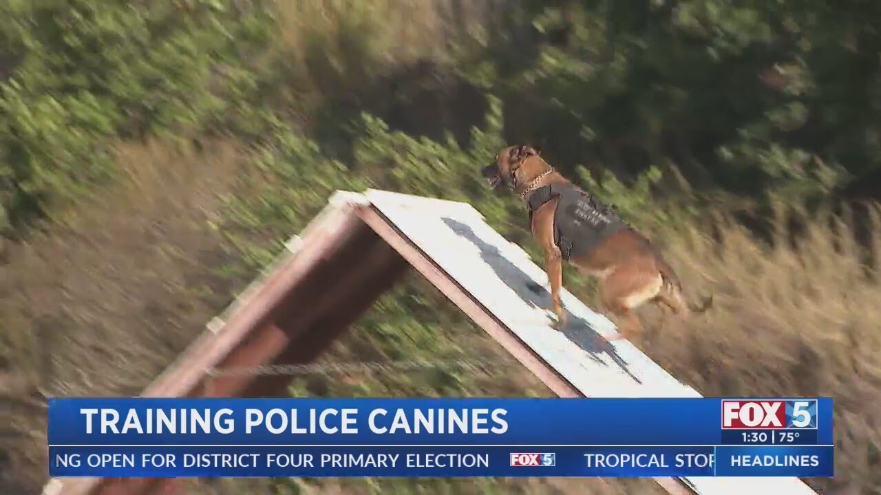 An Inside Look At San Diego Police K-9 Training - YouTube